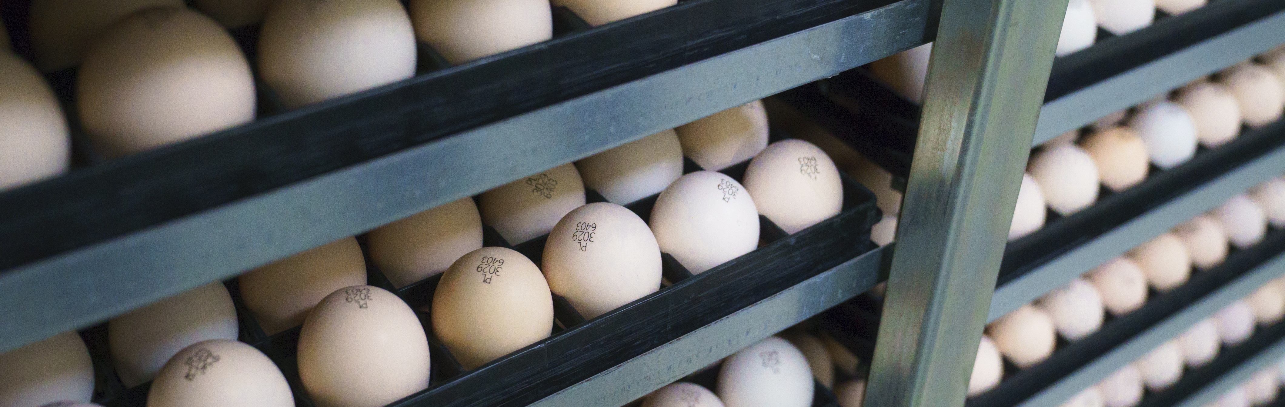 DanHatch Denmark A/S søger en engageret produktionsleder til vores rugeri i Ragebøl